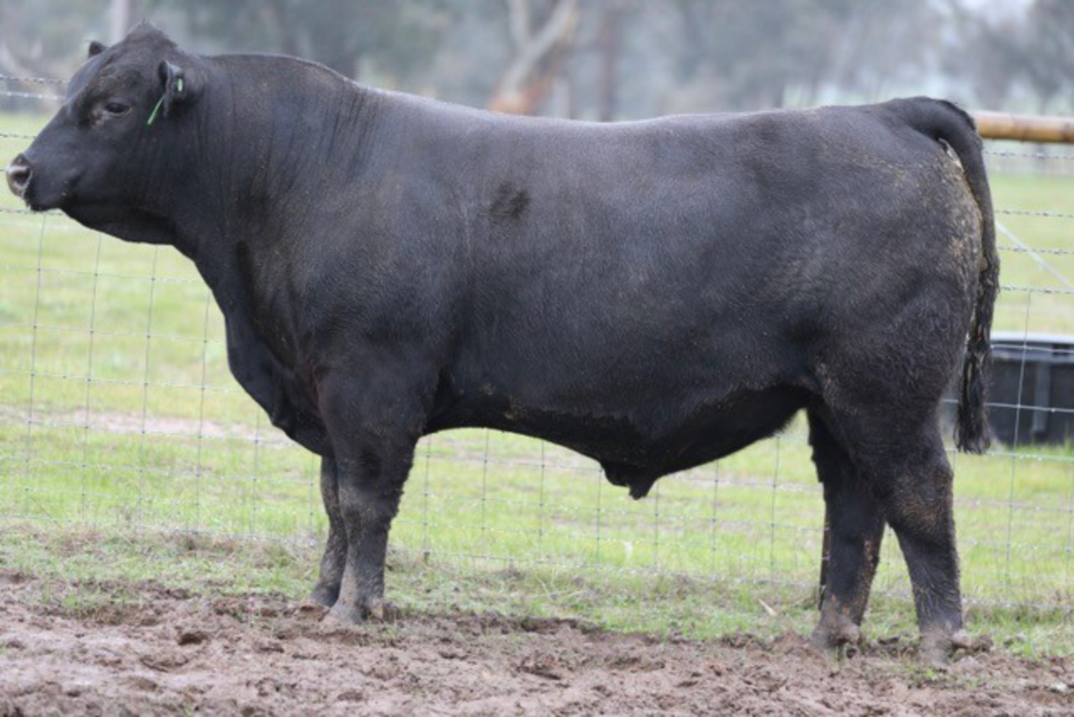 Sales - Raff Angus Stud