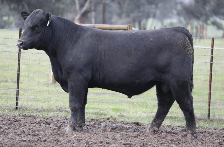 Sales - Raff Angus Stud