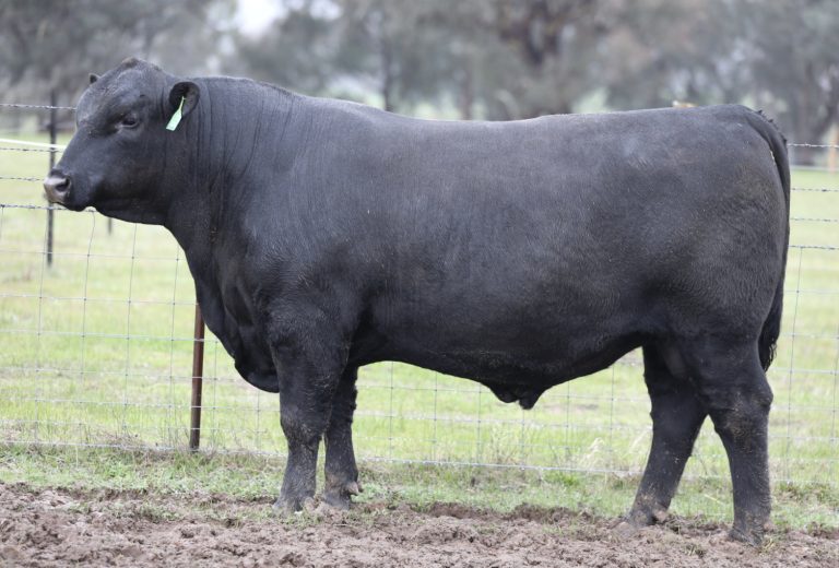 Sales - Raff Angus Stud